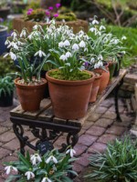 Winter Gardens – Nicola Stocken