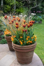 Spring Gardens – Nicola Stocken