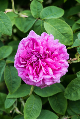 Old-Fashioned Roses at Daws Hall