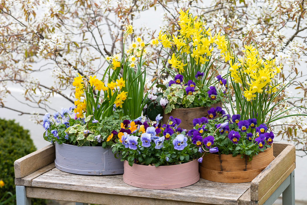 Planting Flour Sieves Step-by-Step – Nicola Stocken