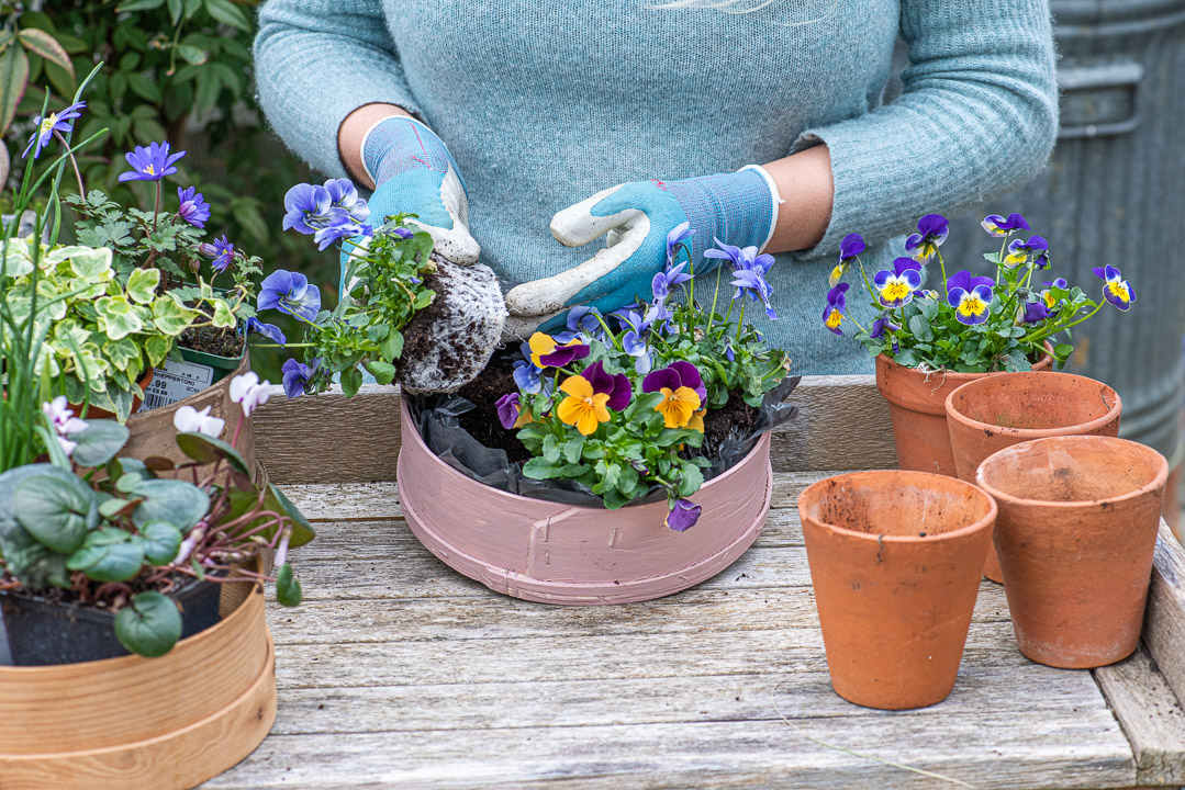 Planting Flour Sieves Step-by-Step – Nicola Stocken