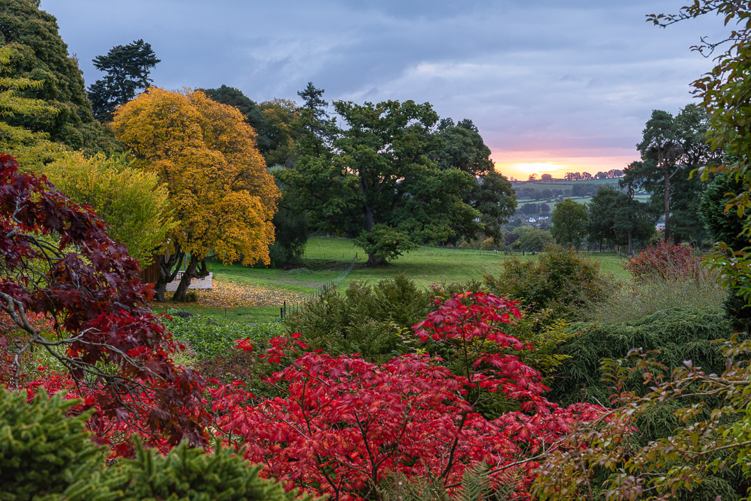 Hergest Croft Garden in Autumn – Nicola Stocken