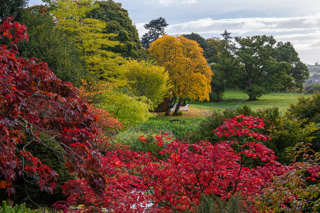 Hergest Croft Garden in Autumn – Nicola Stocken