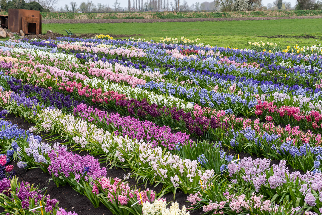 Hyacinth Plant Profile March – Nicola Stocken