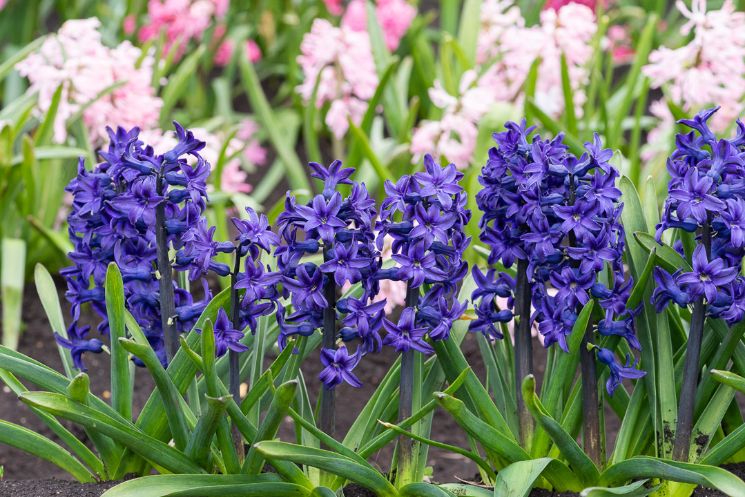 Hyacinth Plant Profile March – Nicola Stocken