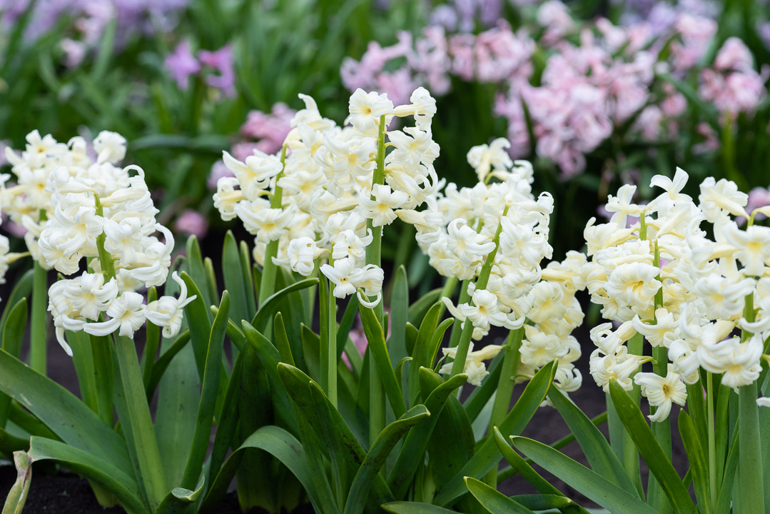 Hyacinth Plant Profile March – Nicola Stocken