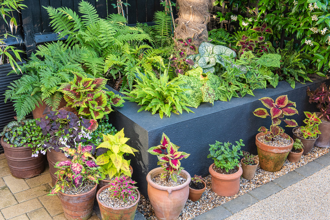 Sam’s Garden August – Nicola Stocken