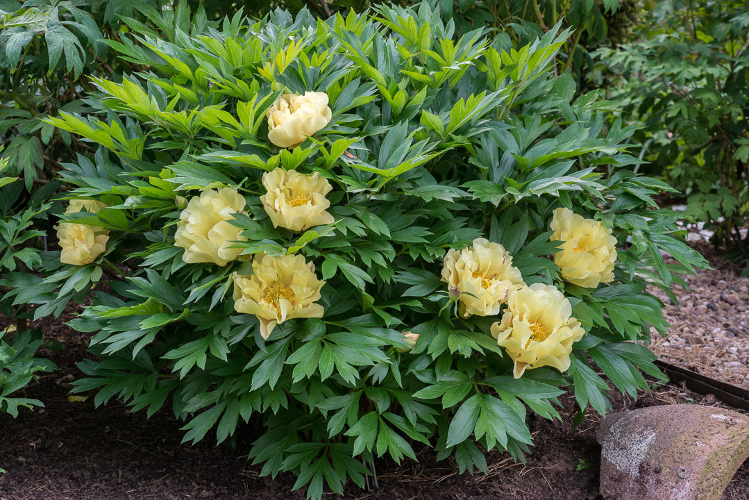 Peony Plant Portrait – Nicola Stocken