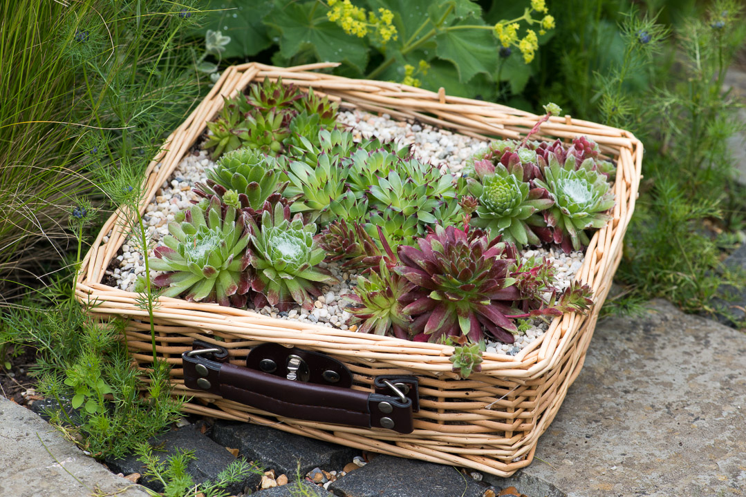 Succulents in Containers – Nicola Stocken