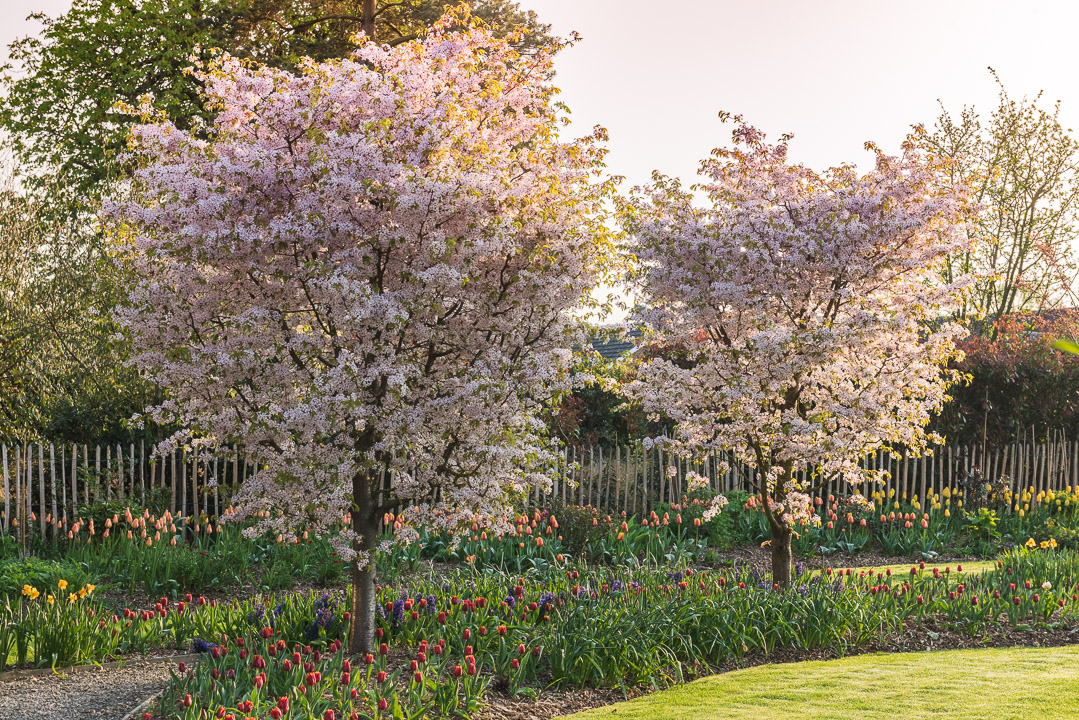 Trees for Every Season – Nicola Stocken