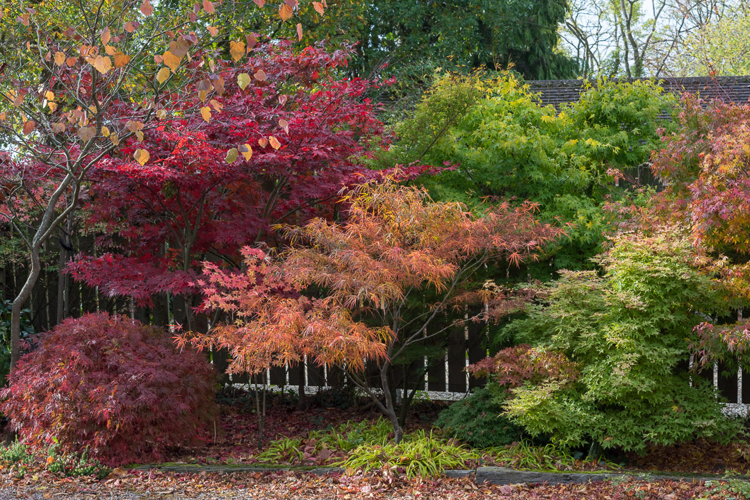 Trees for Every Season – Nicola Stocken